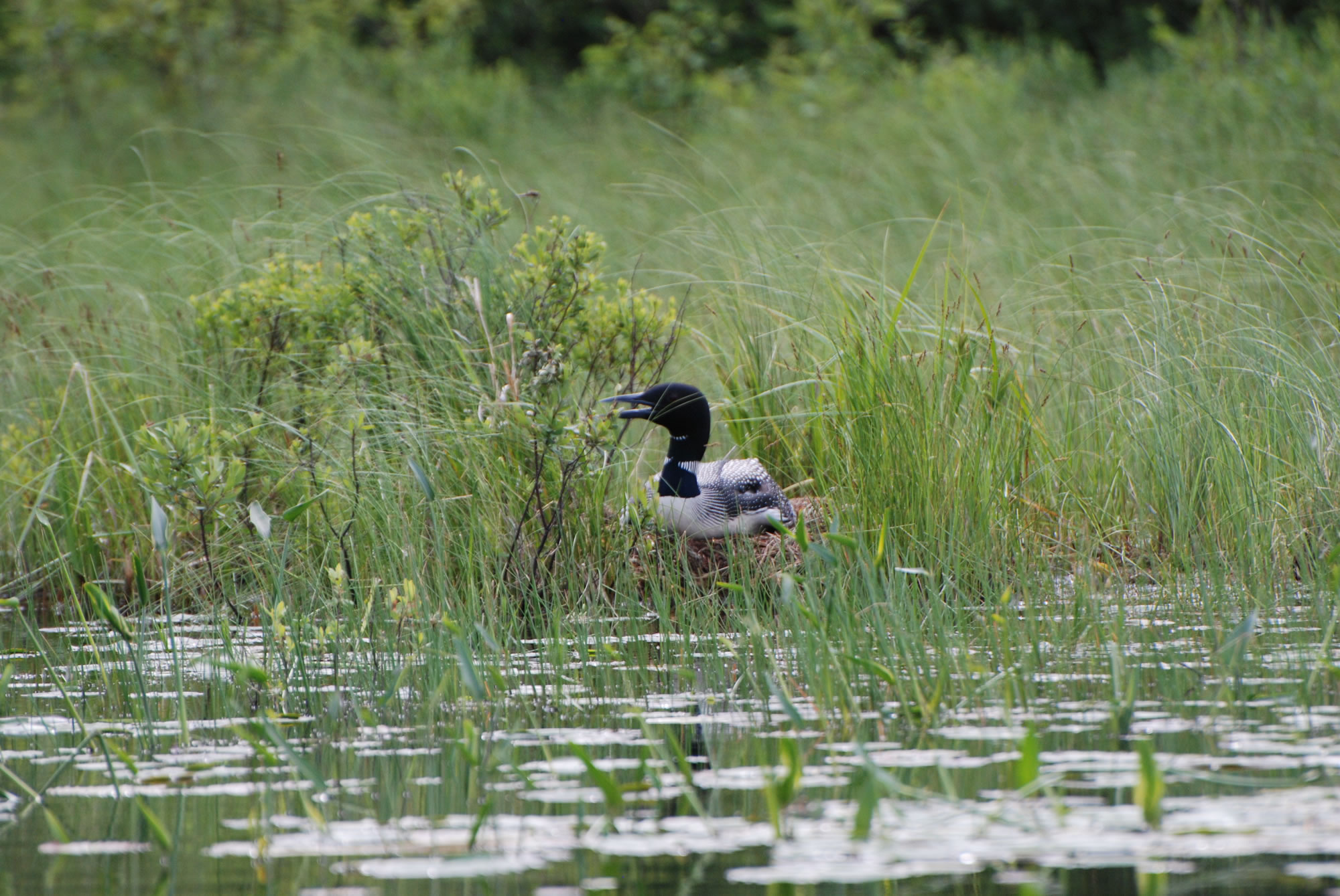 The Loon Ranger Program - High Fishtrap Rush Lakes Association