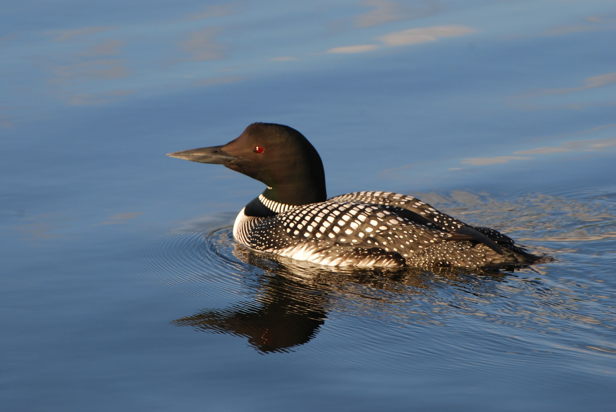 The Loon Ranger Program - High Fishtrap Rush Lakes Association