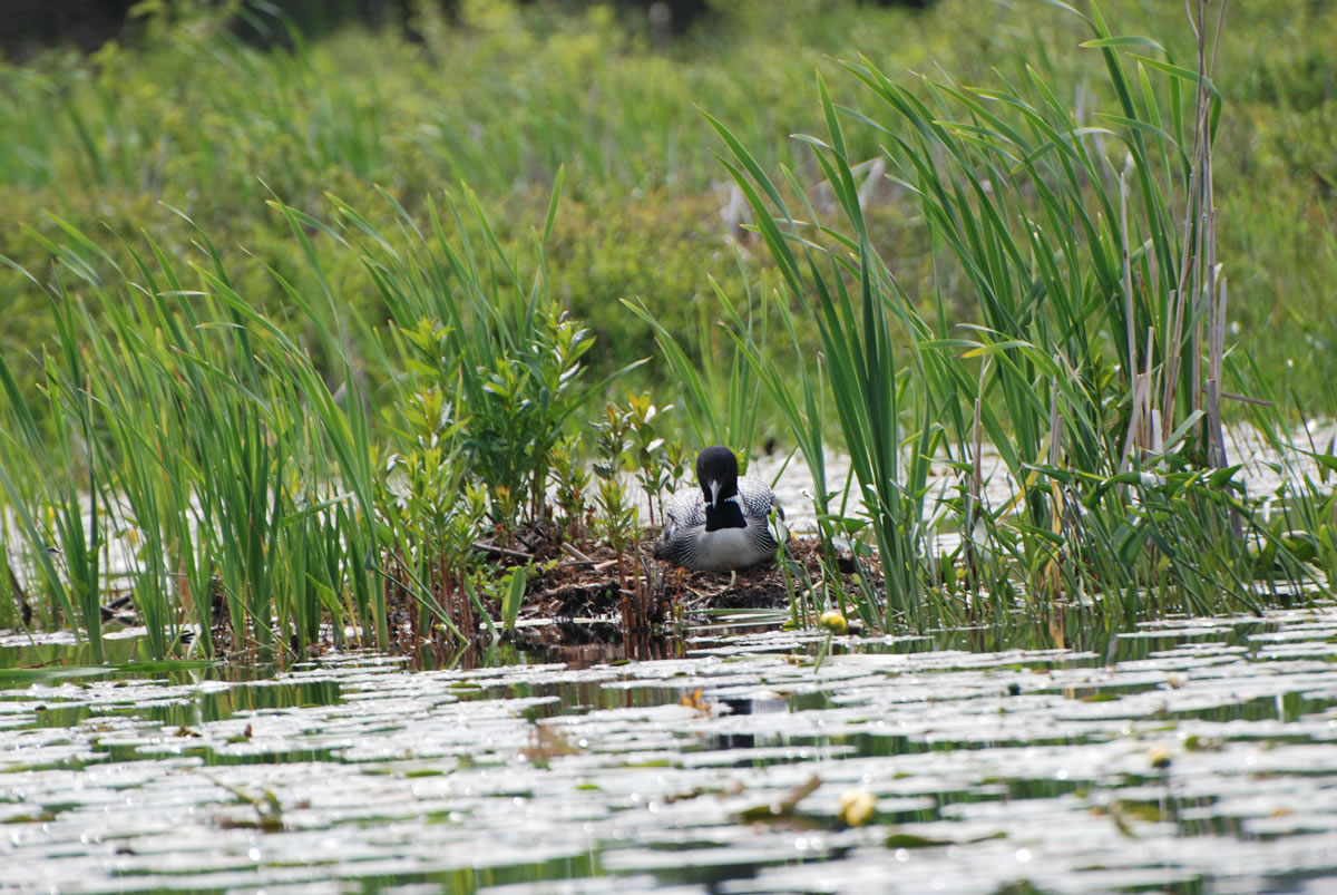 The Loon Ranger Program - High Fishtrap Rush Lakes Association