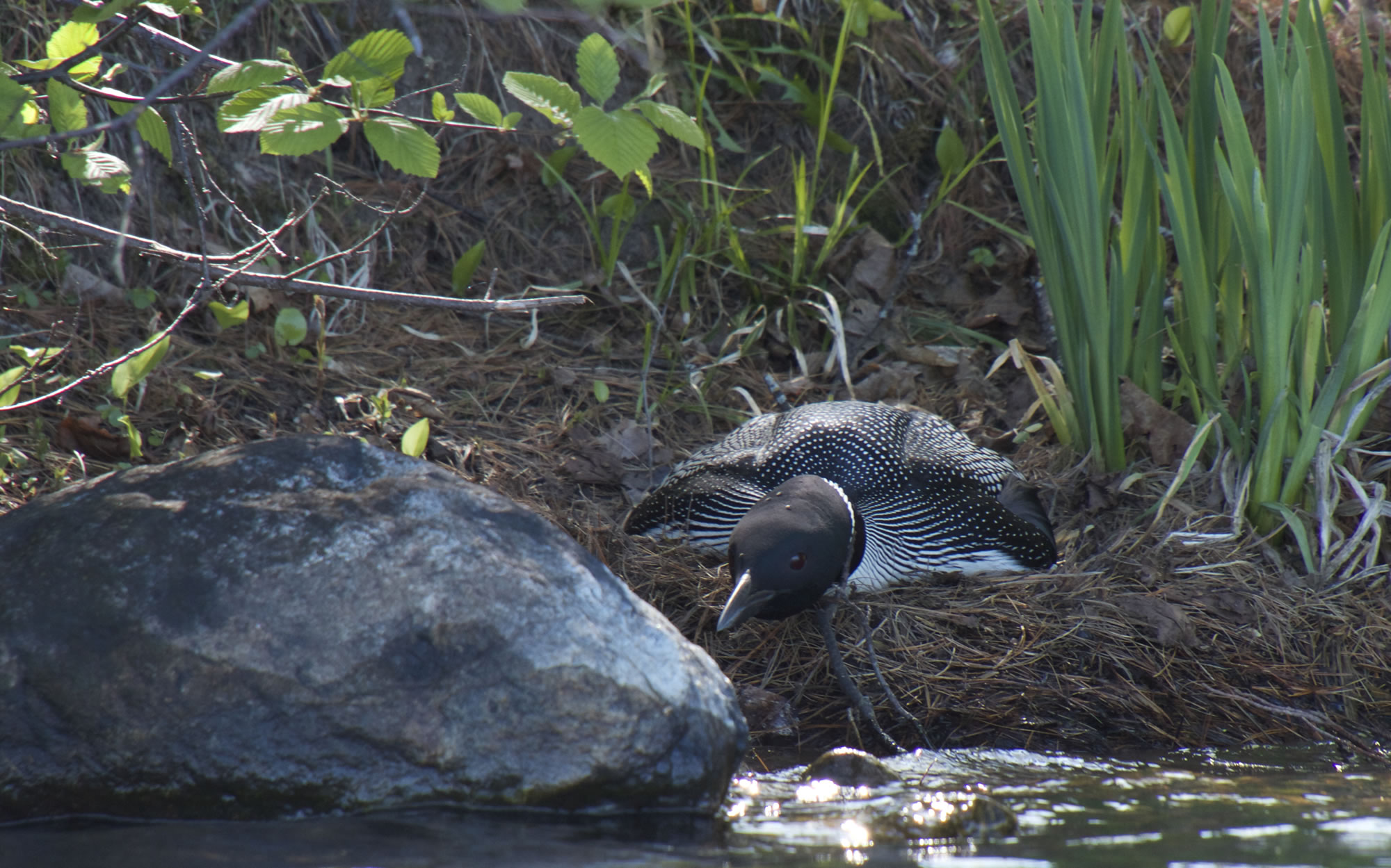 The Loon Ranger Program - High Fishtrap Rush Lakes Association