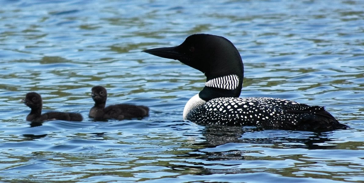 The Loon Ranger Program - High Fishtrap Rush Lakes Association