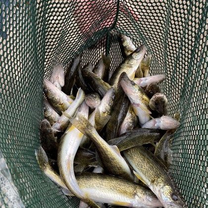 Walleye Stocking Success - High Fishtrap Rush Lakes Association