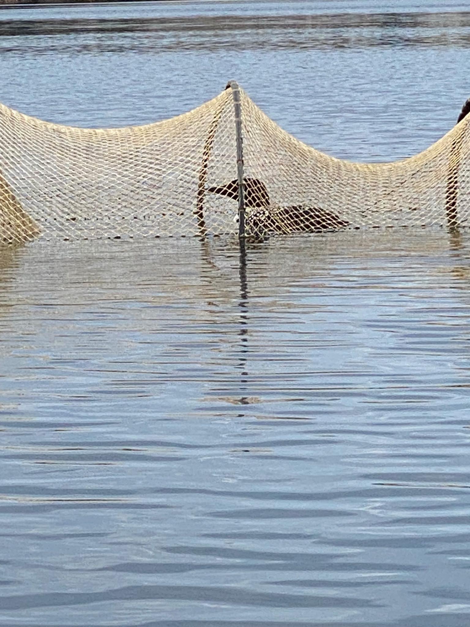 Local Loon Rescue - High Fishtrap Rush Lakes Association